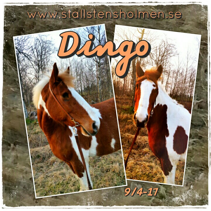 Kvällspromenad med glad Dingo – Feelgood Miniatures